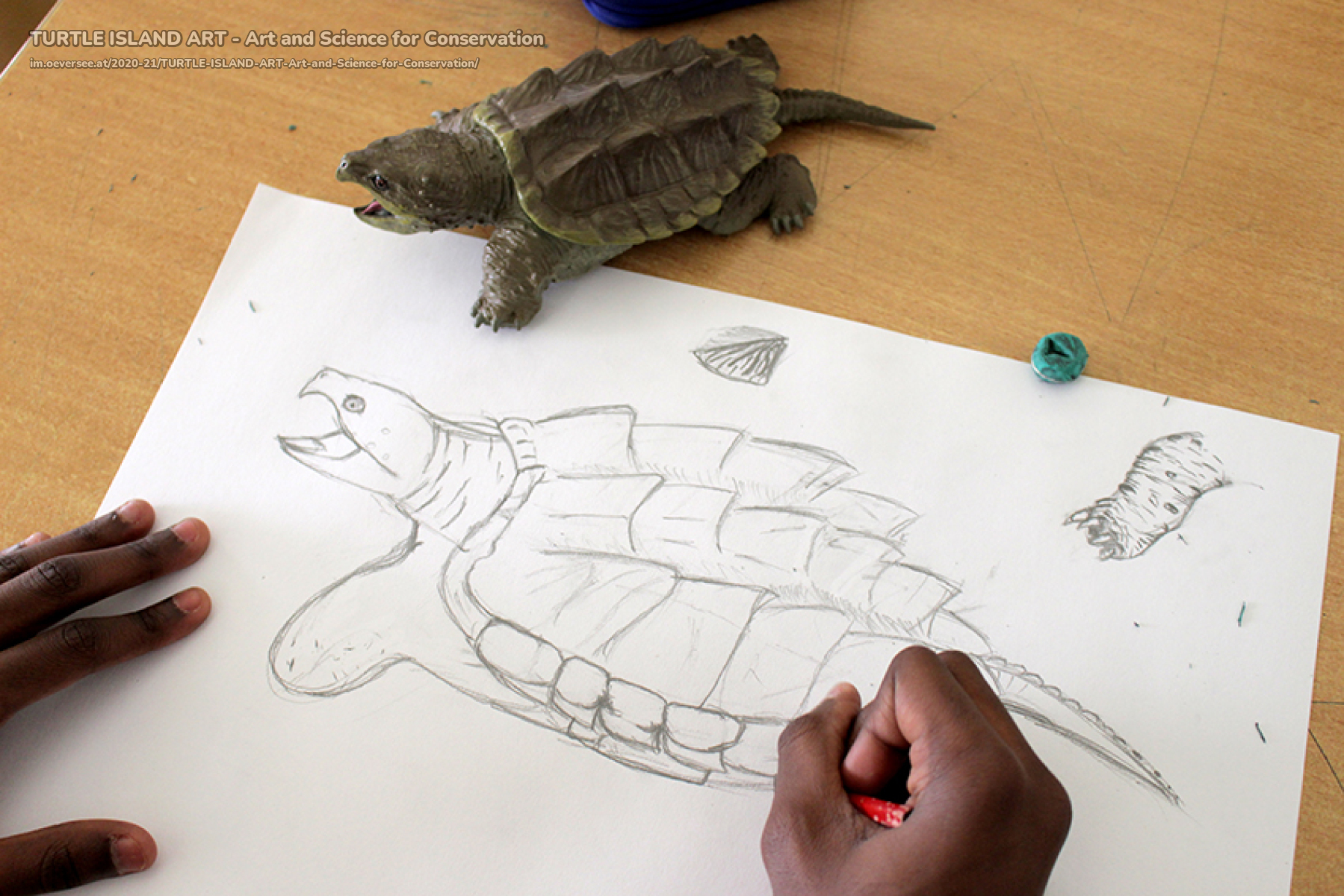 TURTLE ISLAND ART - Art and Science for Conservation | im.oeversee.at
